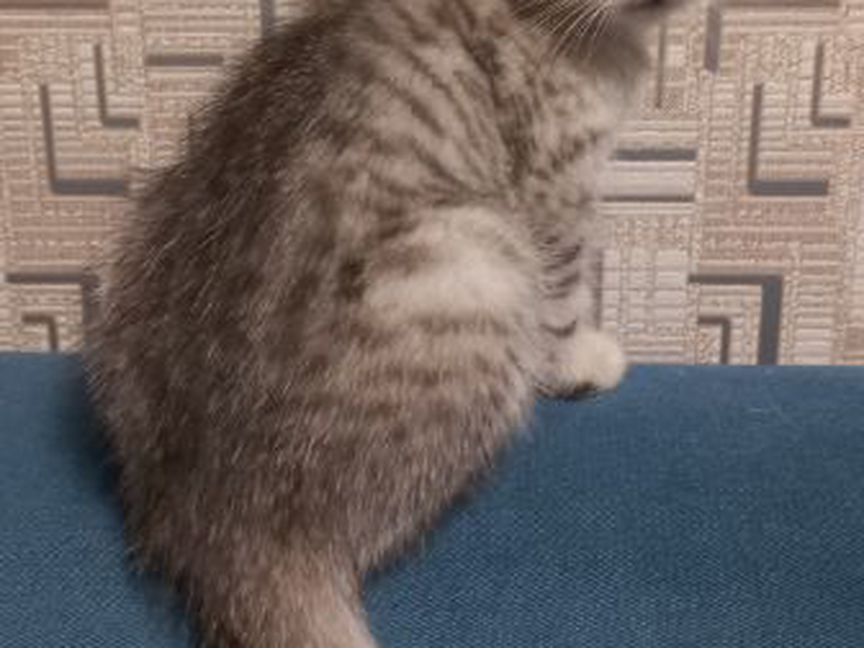 Шикарные шотландские котята Вискас