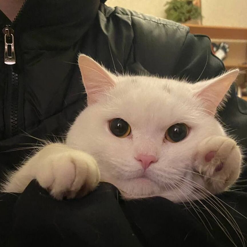 Отдам кота в добрые руки