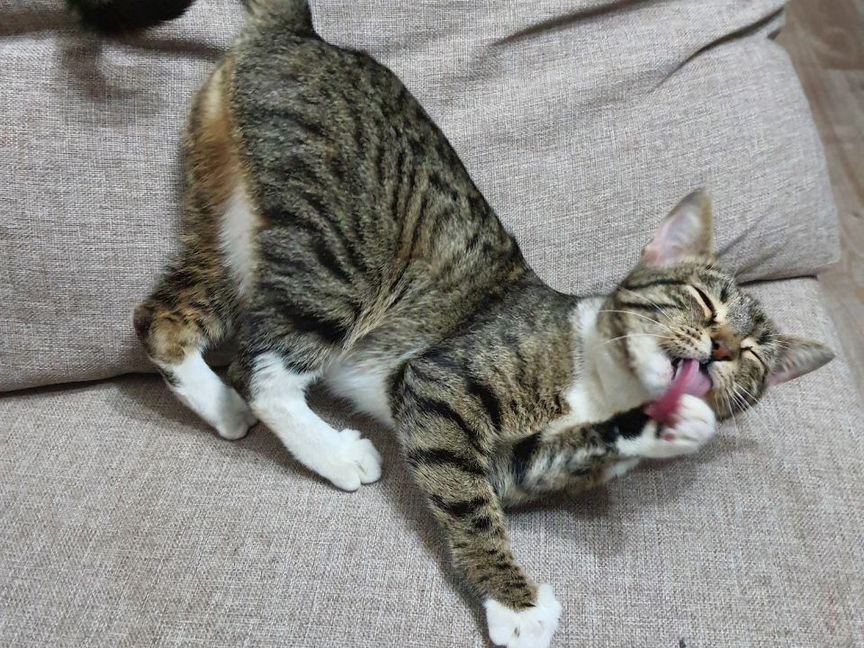 Кошка добрые руки