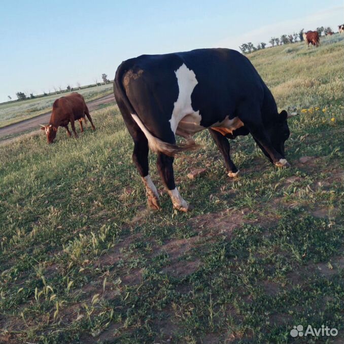 Бык на племя