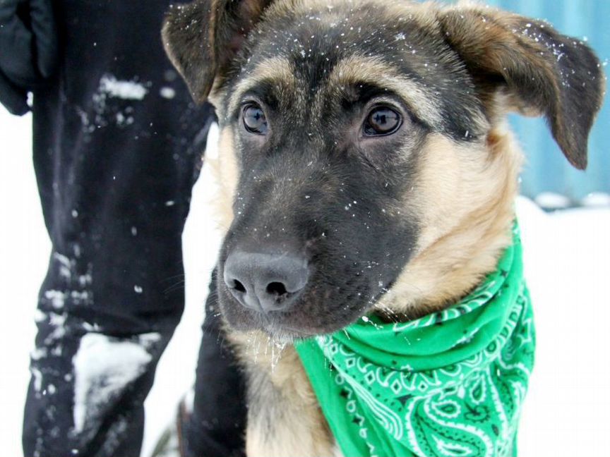 Щенок Бисер ищет дом