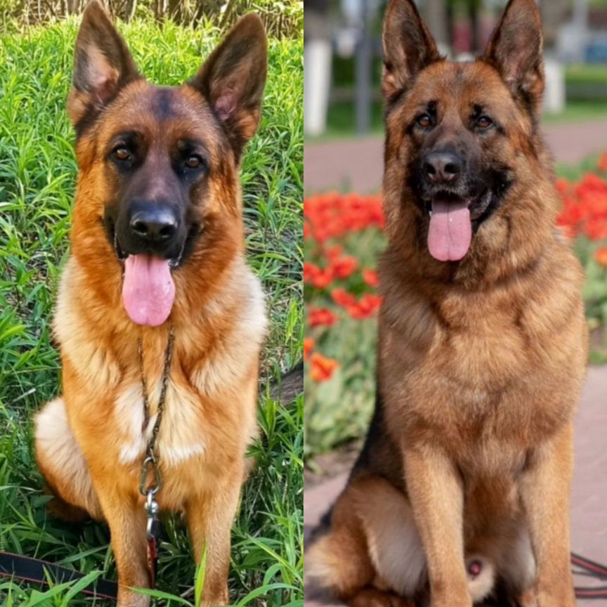 Немецкая овчарка