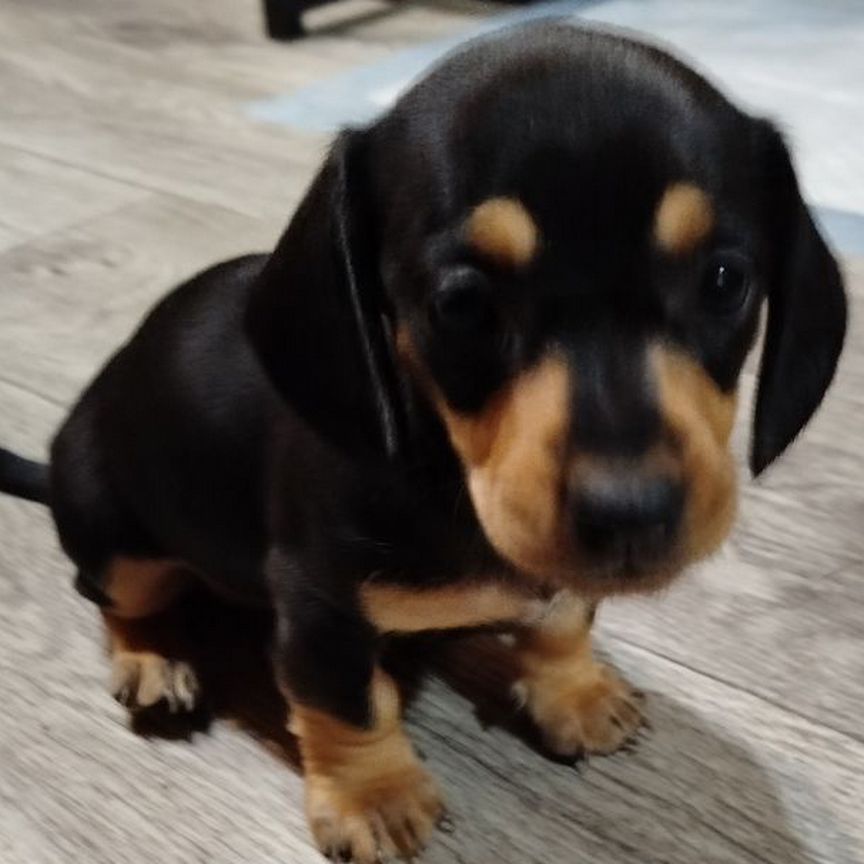 Такса, щенок