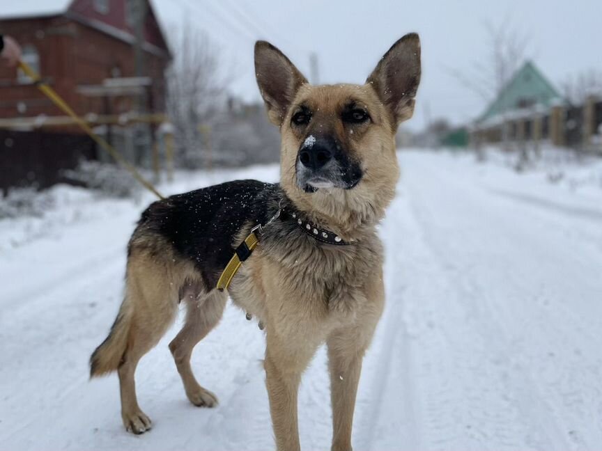 Собака Дара