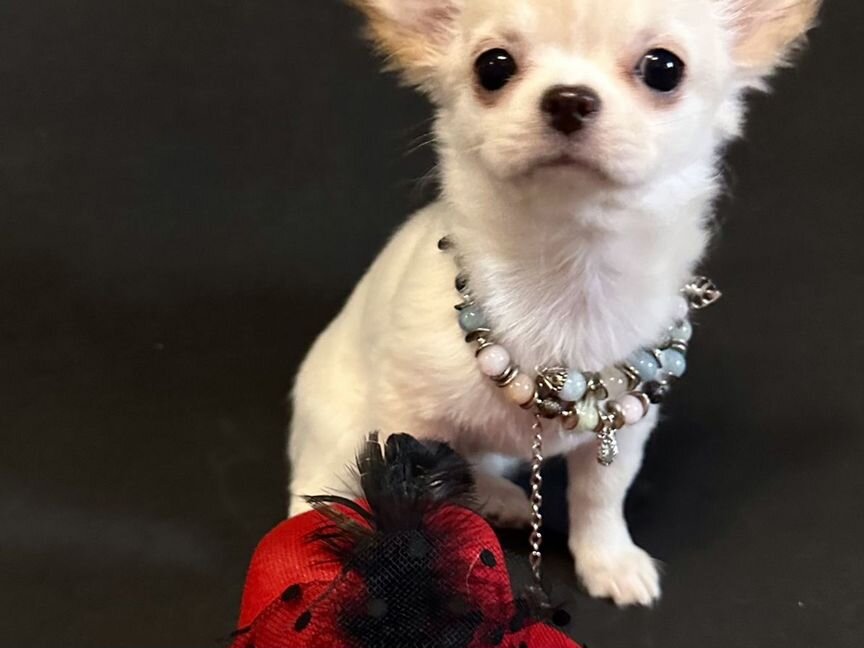 Девочка чихуахуа, очаровательная малышка для вас
