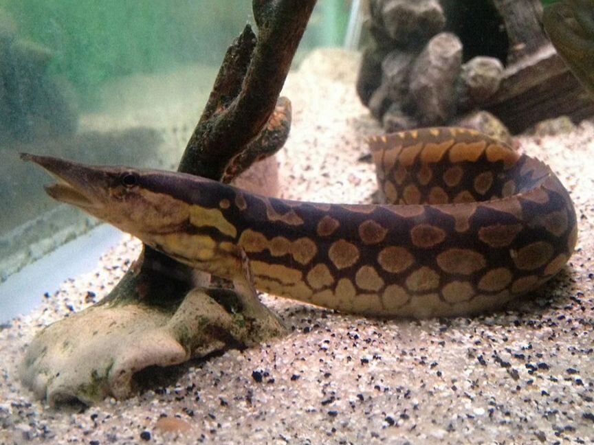 Макрогнатус