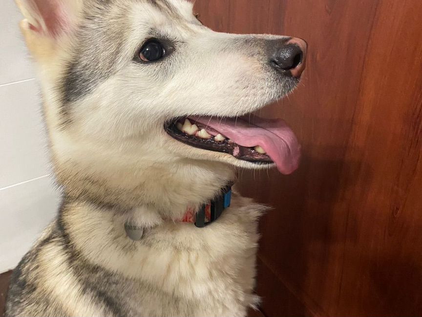 Хаски в добрые руки