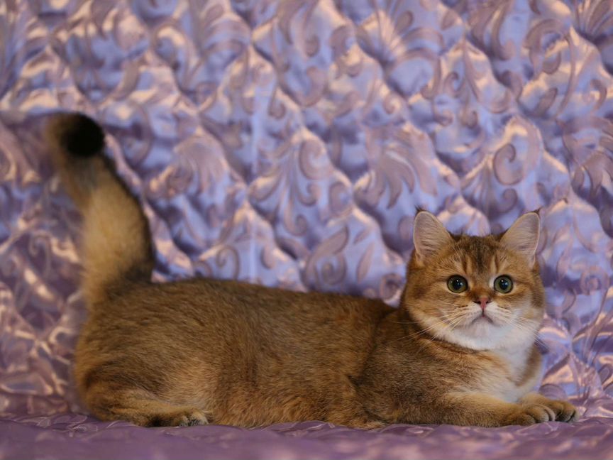Британская золотая шиншилла