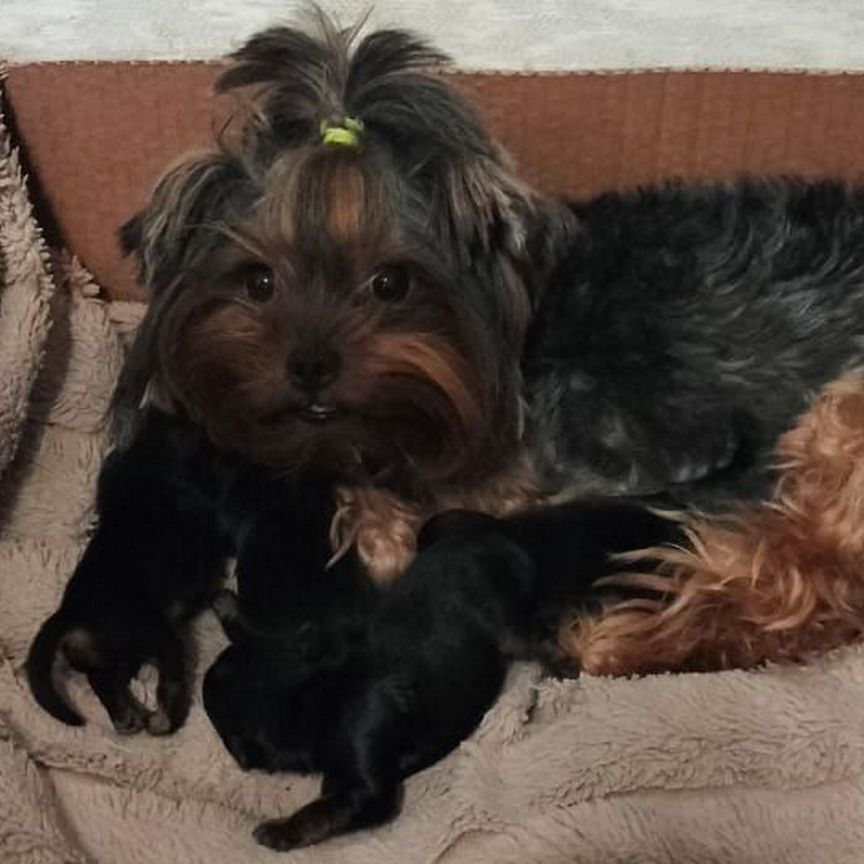 Йоркширский терьер