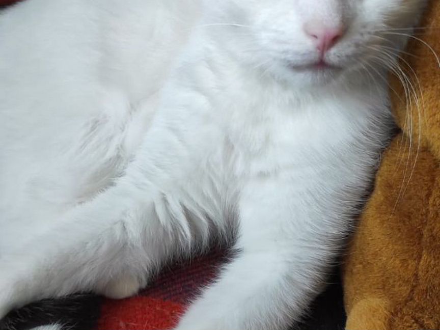 Кот, котик, хочет домой