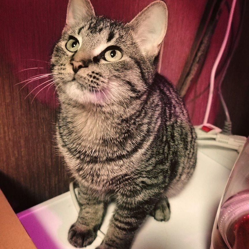 Котенок мальчик
