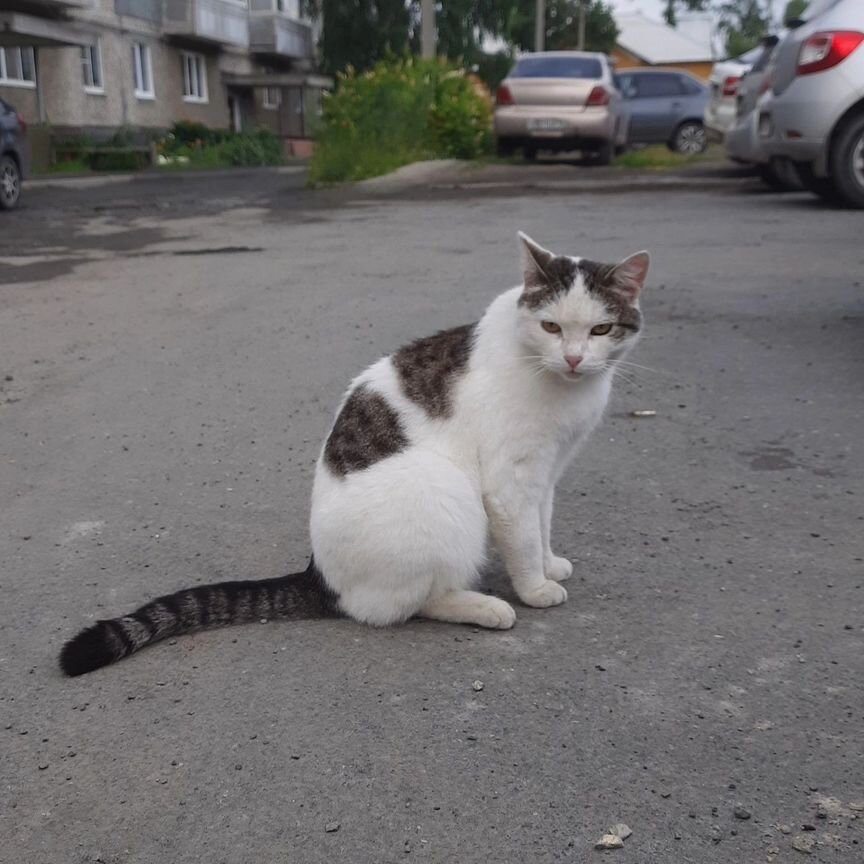 Кот Боря в добрые руки