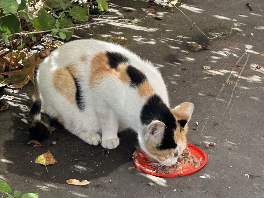 Кошка в добрые руки
