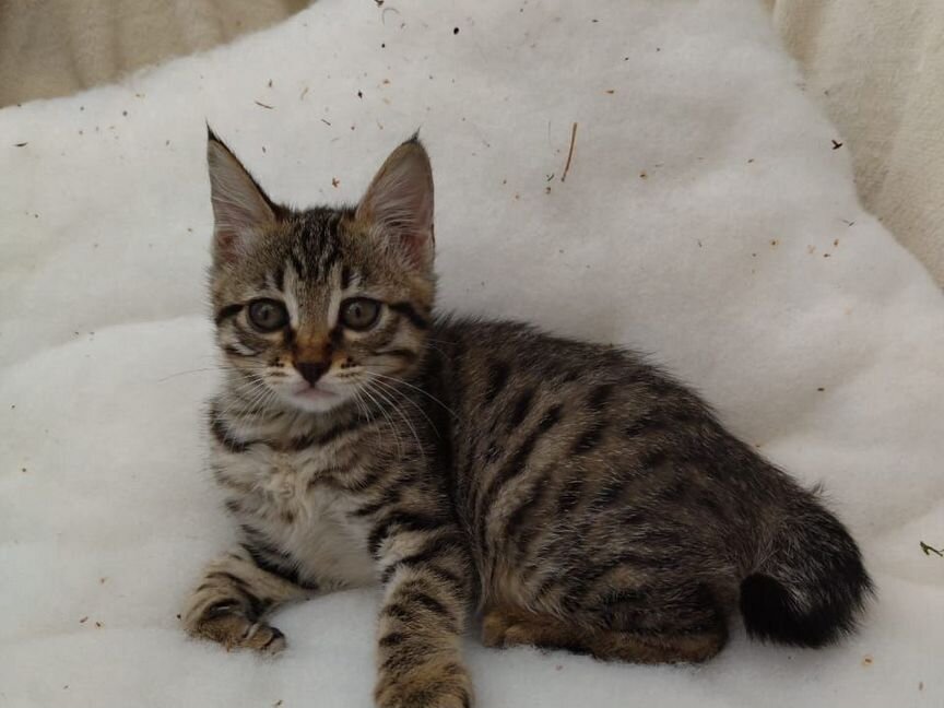 Котята Курильского Бобтейла