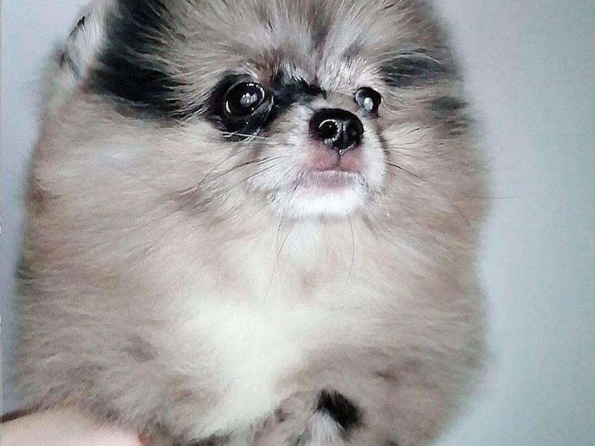 Шпиц,мальчик редкого окоаса