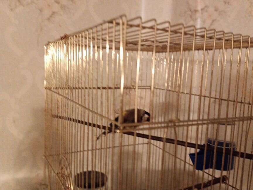 Птица щегол