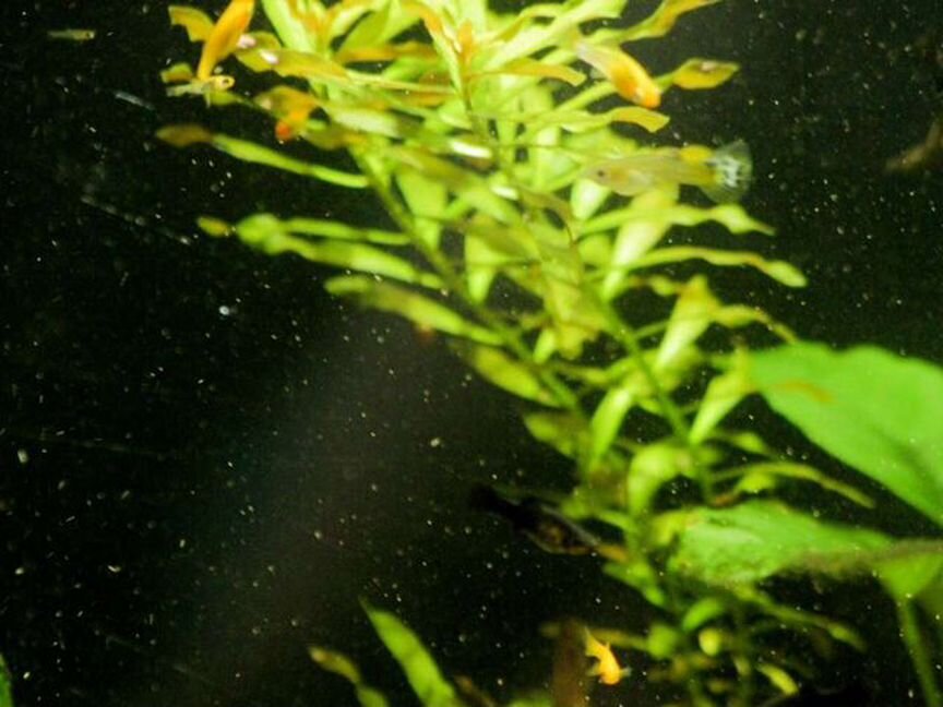 Аквариумное растение