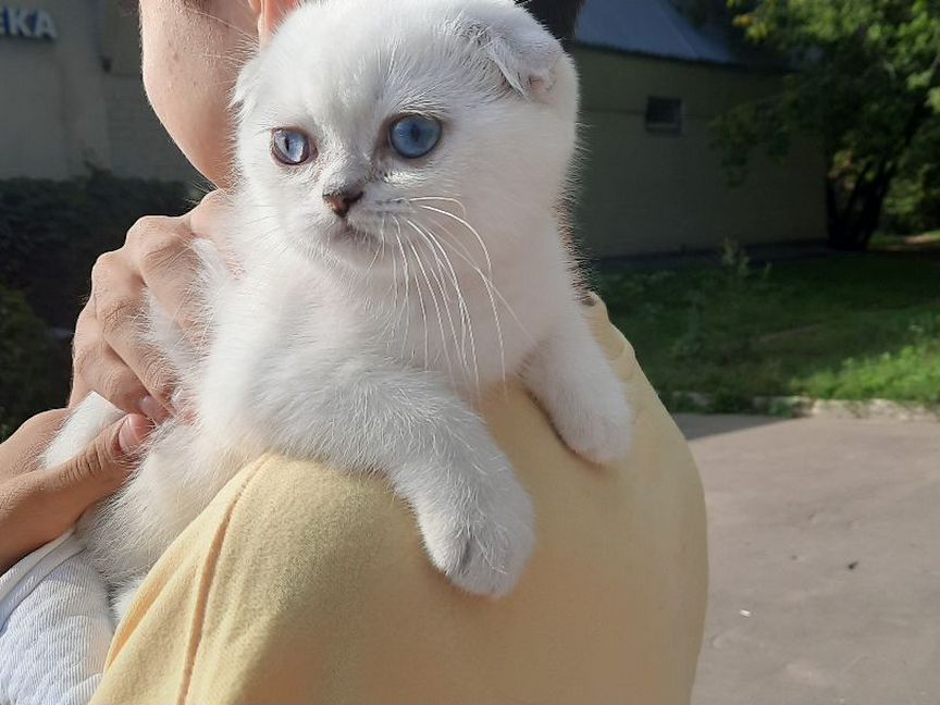 Шотландский вислоухий котенок