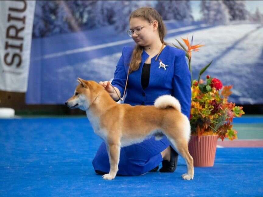 Кобель для вязки
