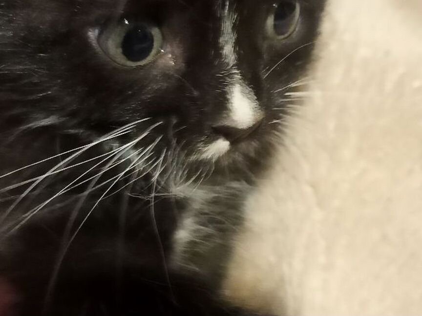 Котята мейн-кун