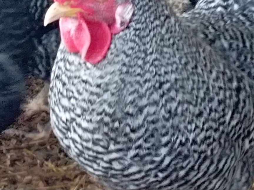 Петухи породы доминант