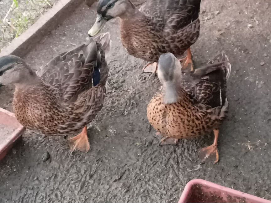 Утки подсадные для охоты