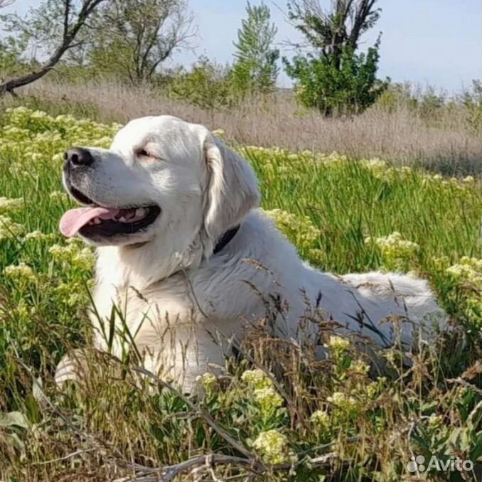 Голден Ретривер. Вязка