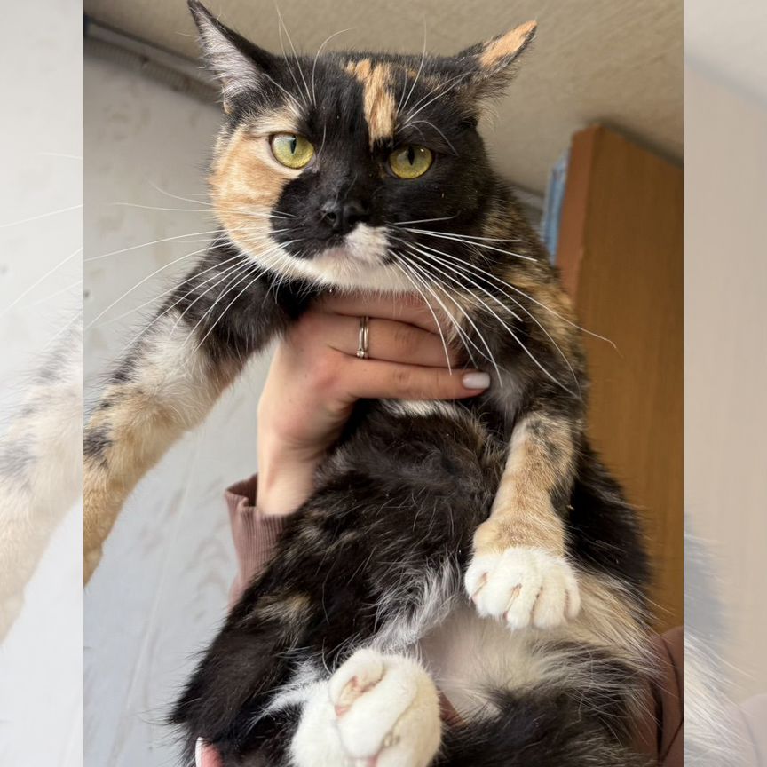 Красивая кошечка Медея в дар