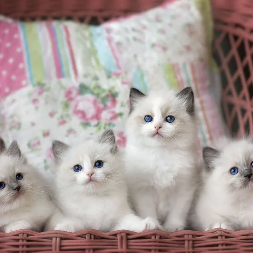 Сибиряки-неваки