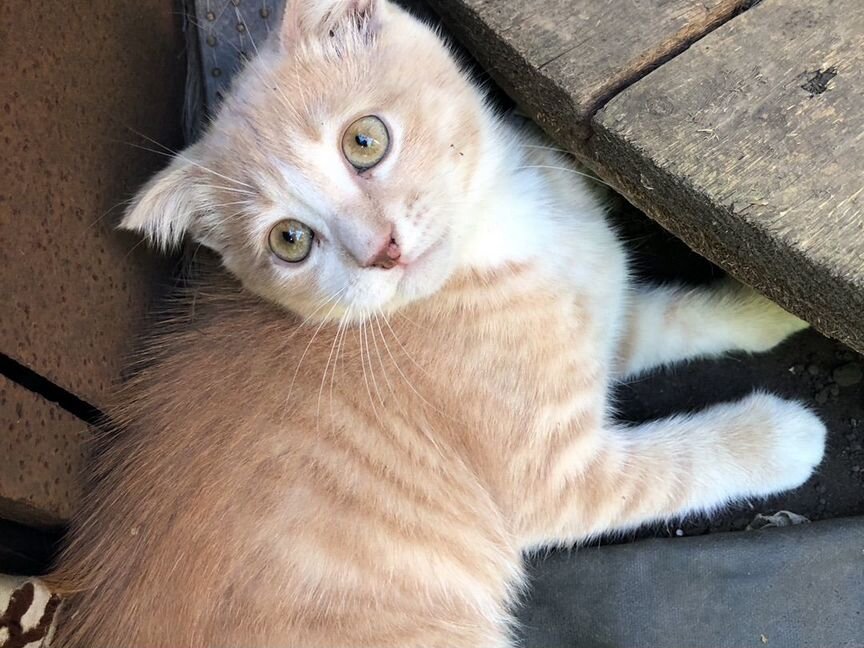 Котёночек в Михайловске