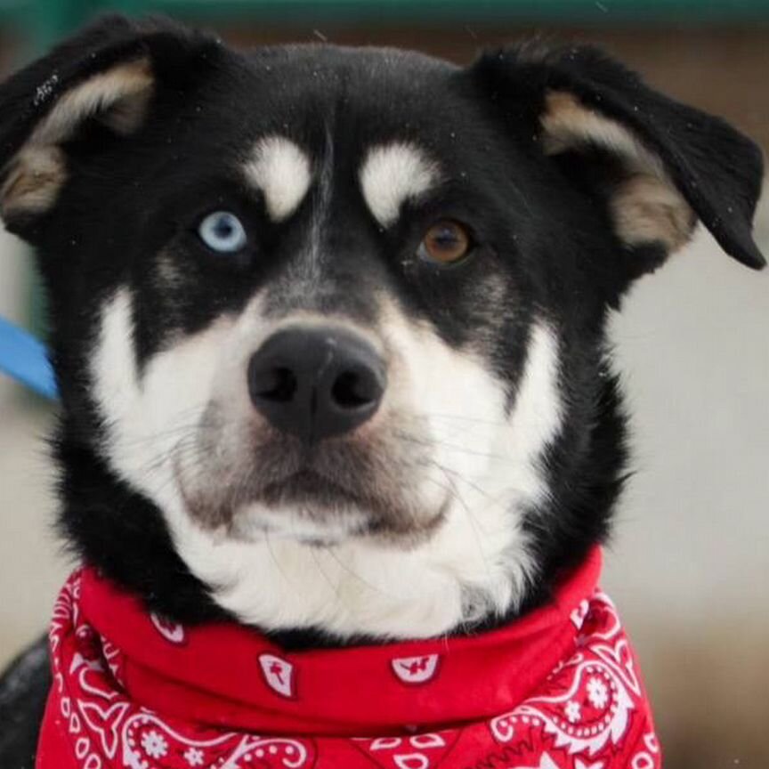 Взрослый пёс в добрые руки