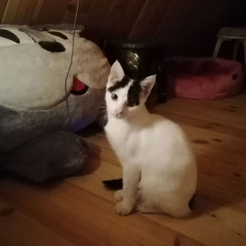 Отдам в добрые руки белого котенка
