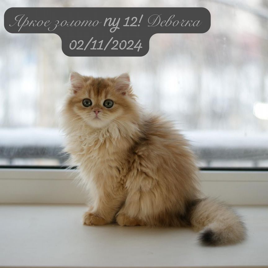 Шотландская длинношерстная золотая девочка