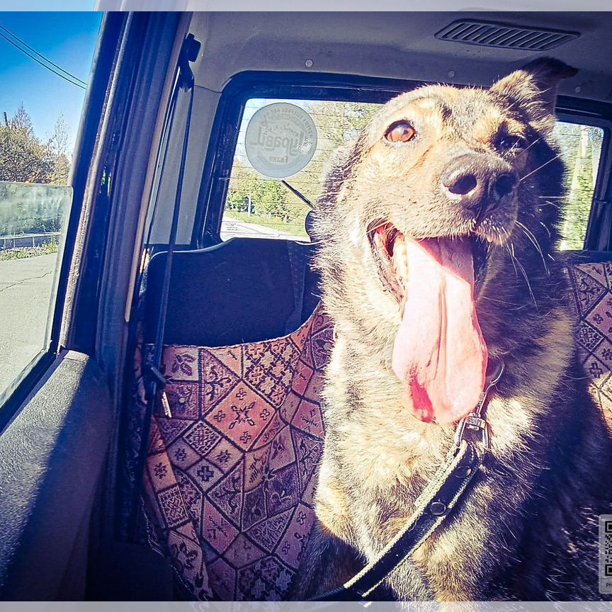 Собака в добрые руки охрана будка вольер