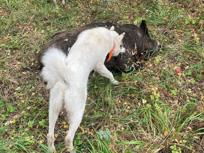 Западно сибирская лайка