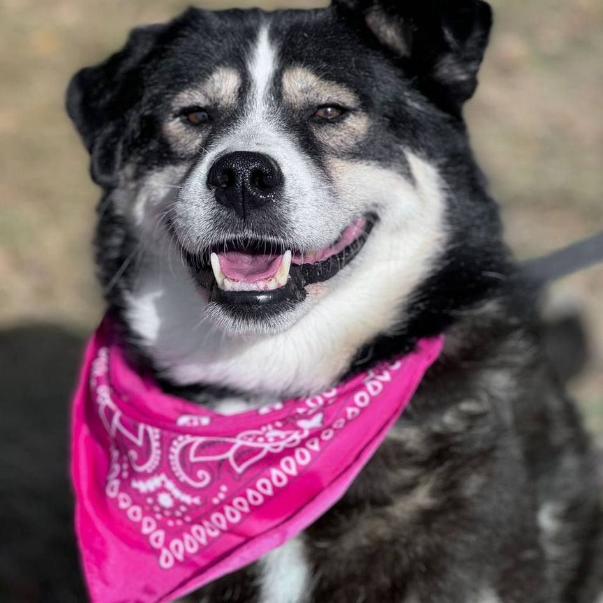 Пёс из приюта ищет дом