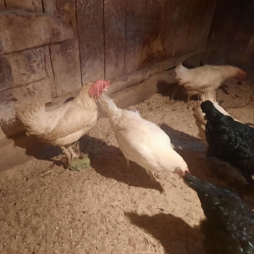 Курицы несушки