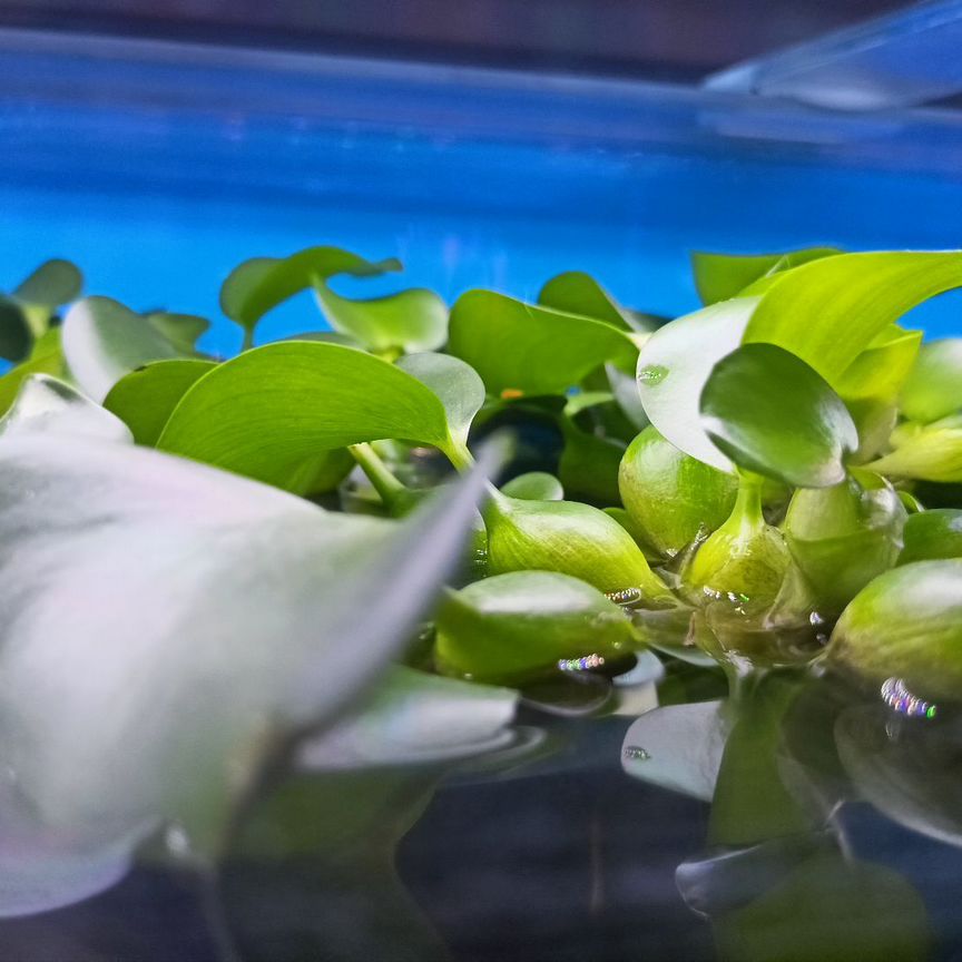 Эйхорния, водный гиацинт, верхоплавка