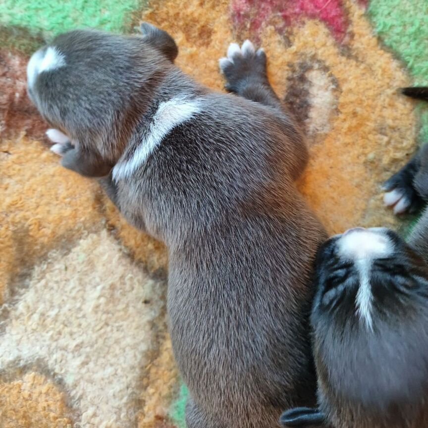 Американский стаффордширский терьер, щенок