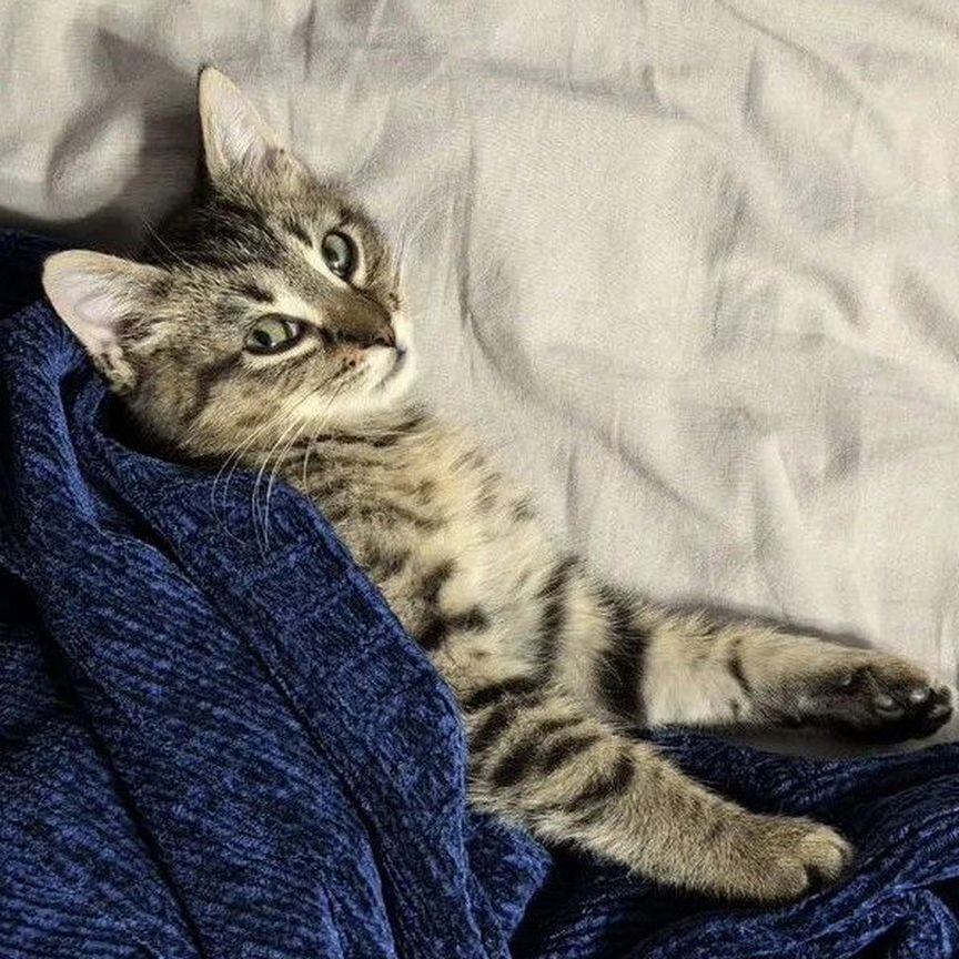 Котёнок в добрые руки