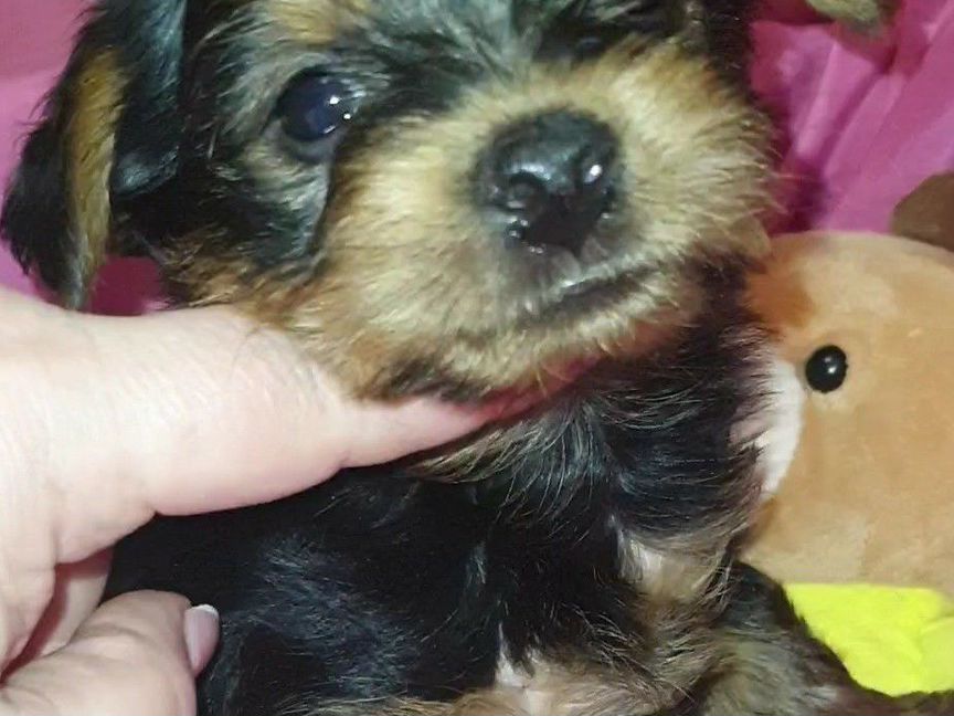 Йоркширский терьер чудесный малыш