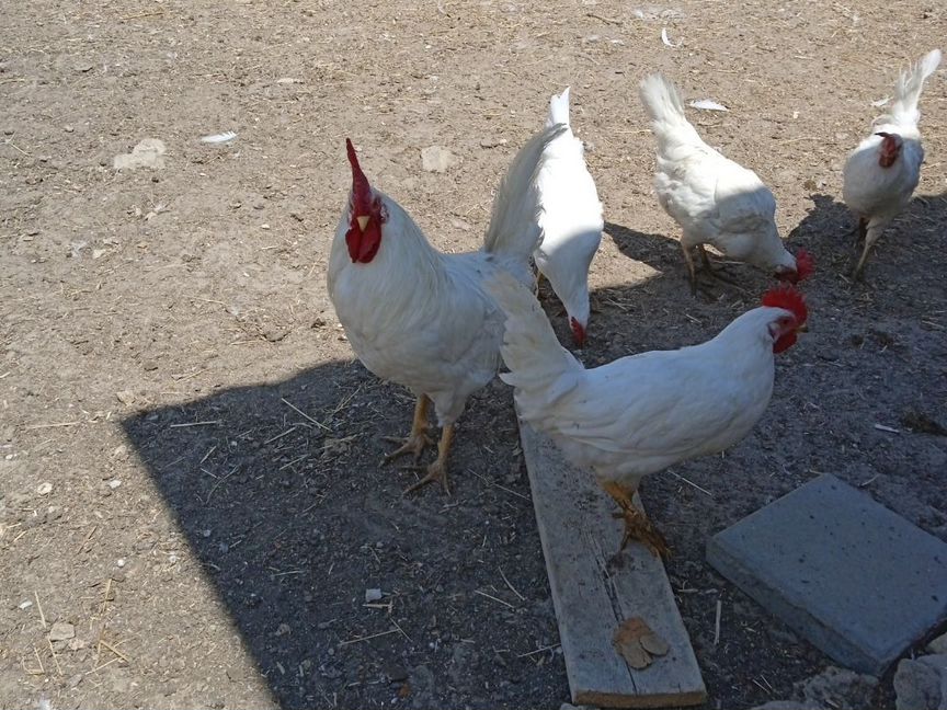 Куры несушки