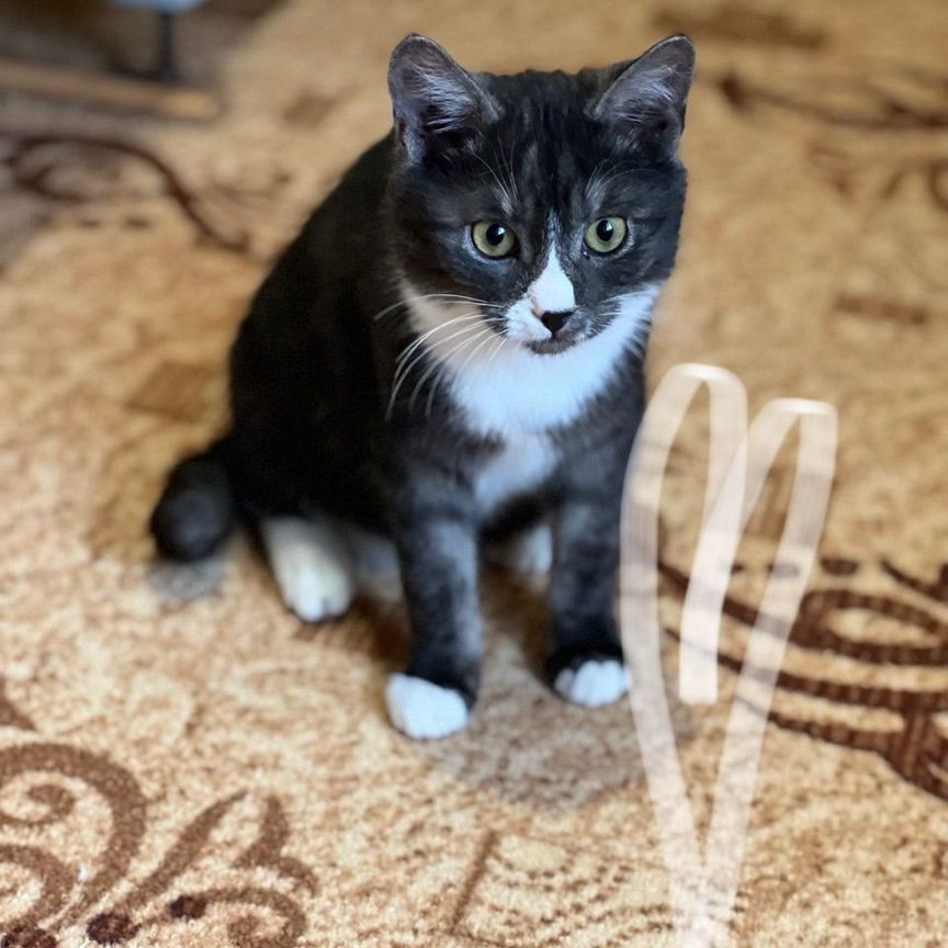 Котенок Оскар черный дым