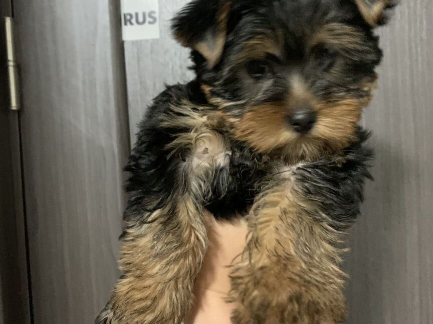 Щенко Йоркширского терьера девочка