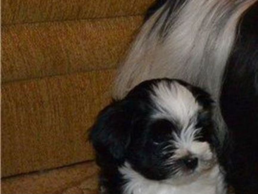 Болонка 2 месяца