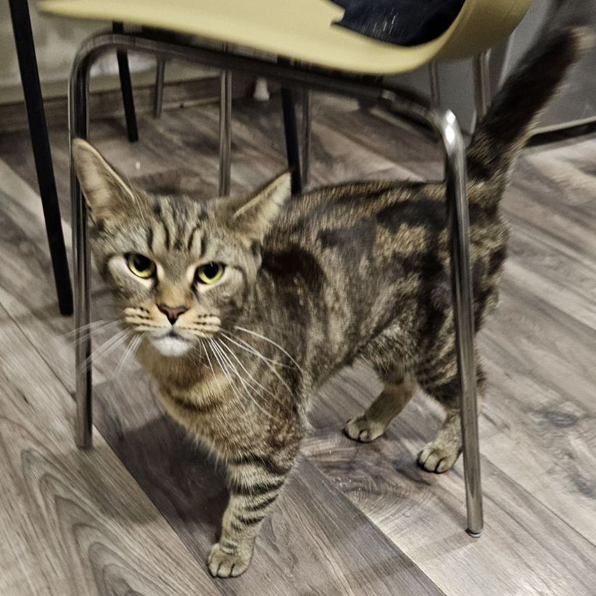 Мейн-кун, взрослая кошка