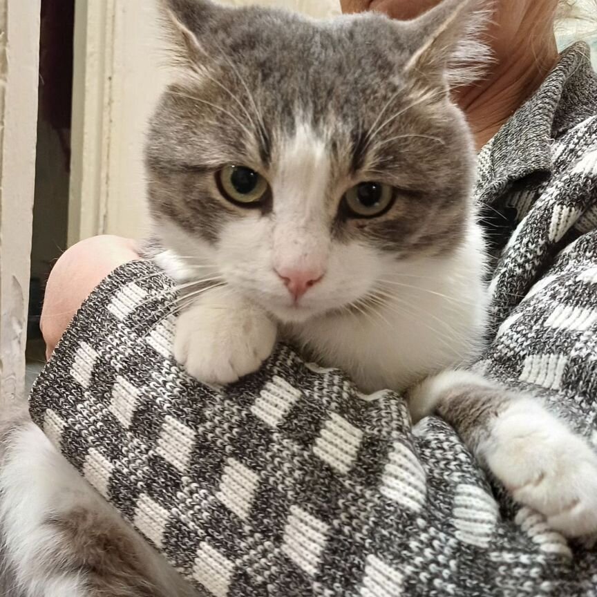 Котик в добрые руки
