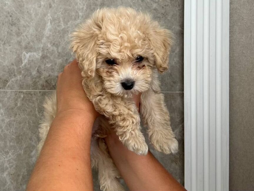 Мальтипу ф1 щенок