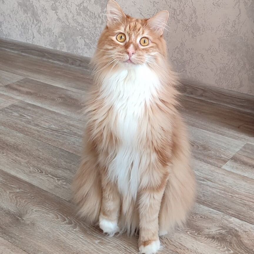 Домашние животные кошки