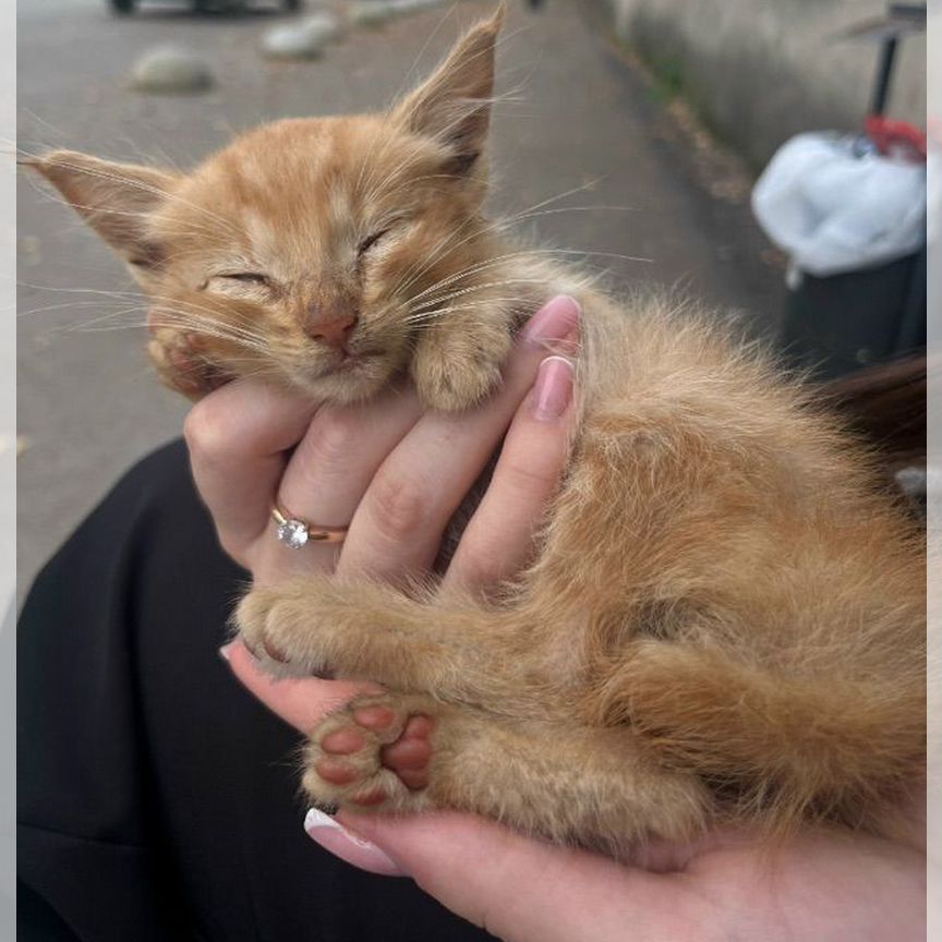 Котята в добрые руки даром